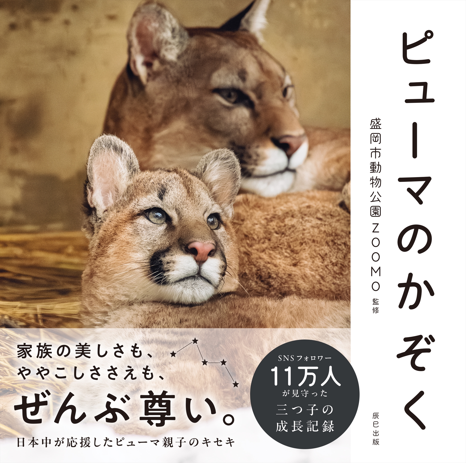 [拡大画像] 親子の涙と笑いの日々を振り返るフォトブック「ピューマのかぞく」本日発売。瀕死だった赤ちゃんピューマが元気すぎる“美ピューマ”に ...